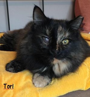 Tori