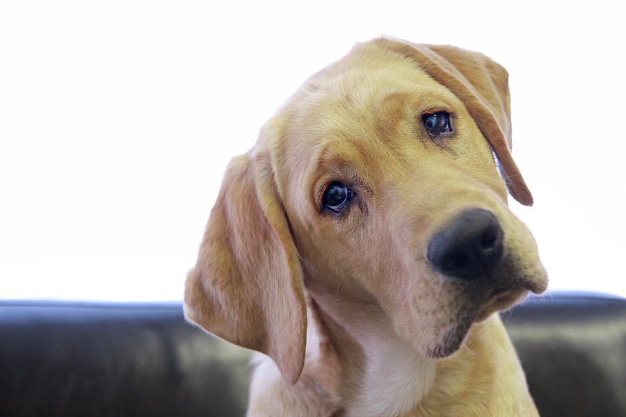 sad-looking-yellow-lab-with-head-tilted-back-in-the-pack-dog-portraits