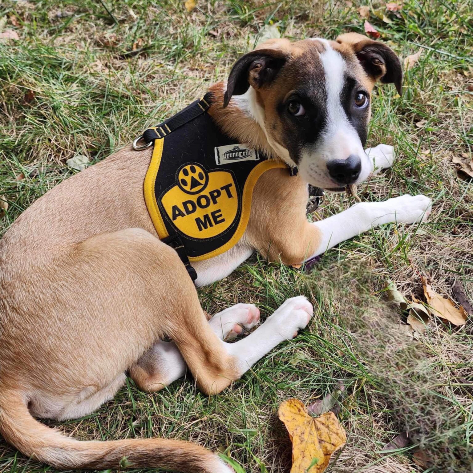 HSLC's Vision for a Dog Foster Program